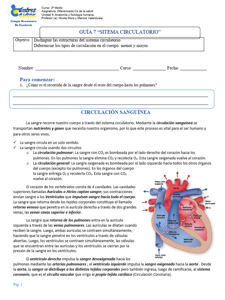 Guía 7 Sistema Circulatorio II | PDF | Sistema circulatorio | Corazón