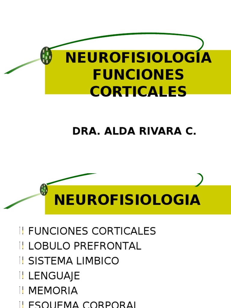 Funciones Corticales en Neurofisiología | PDF | Corteza cerebral ...