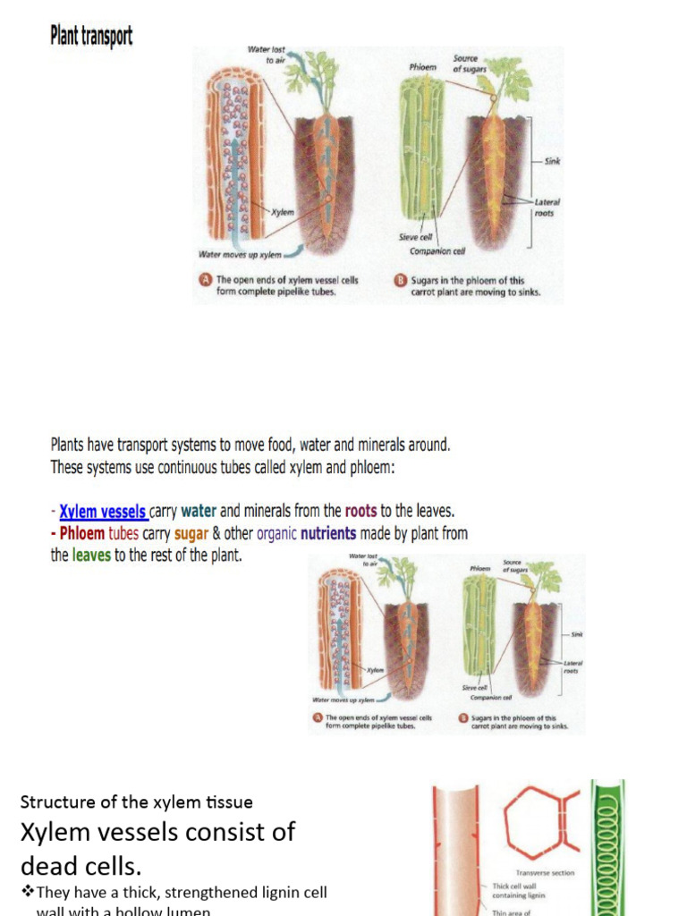 Transportation in Plants | PDF | Tissue (Biology) | Leaf