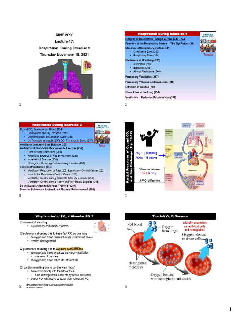 Kine 2p90 l17 | PDF | Respiratory System | Breathing