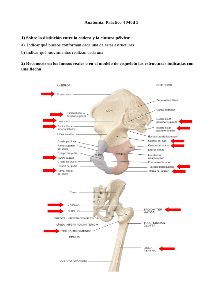 Anatomía. Práctico 4 Mod 5 | PDF | Pelvis | Cadera