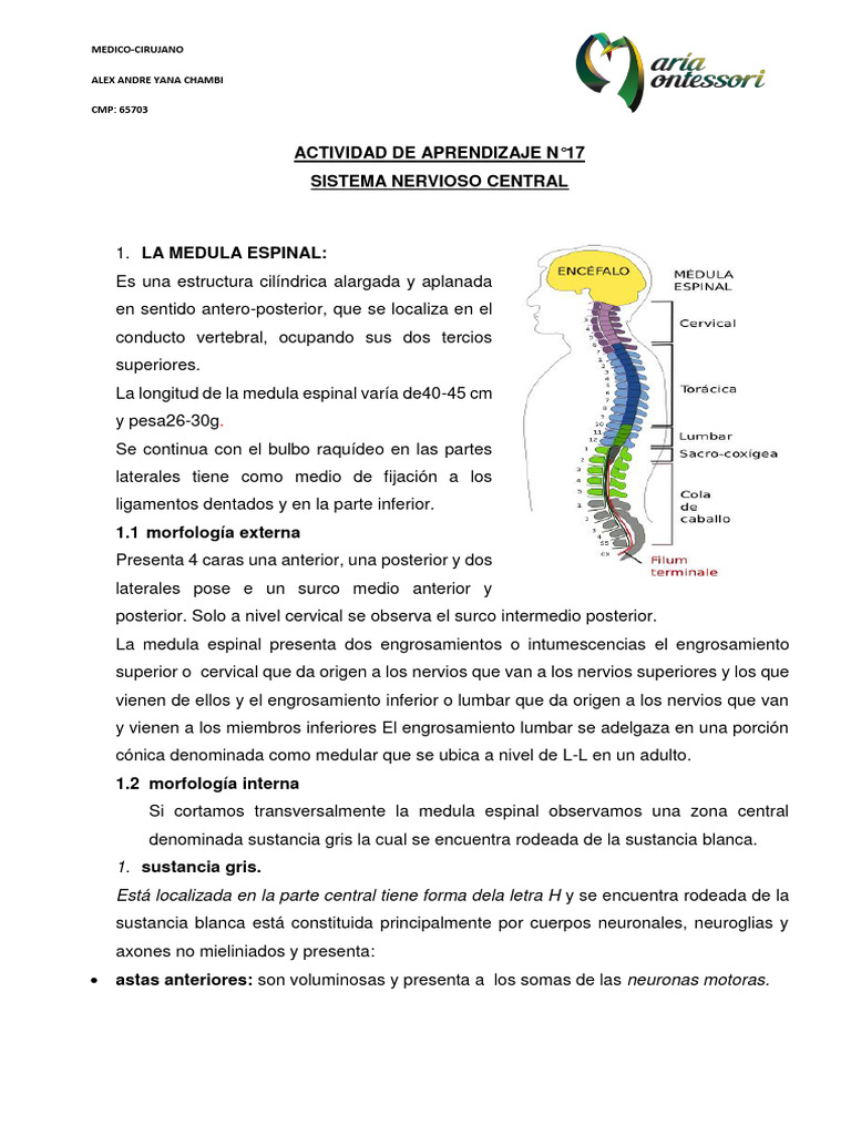 Actividad de Aprendizaje N°17 Anatomia | PDF | Fluido cerebroespinal ... Actividad de Aprendizaje N°17 Anatomia | PDF | Fluido cerebroespinal ...