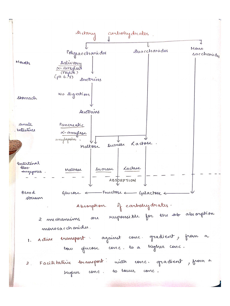 Biochemistry Class Notes Carbohydrate | PDF