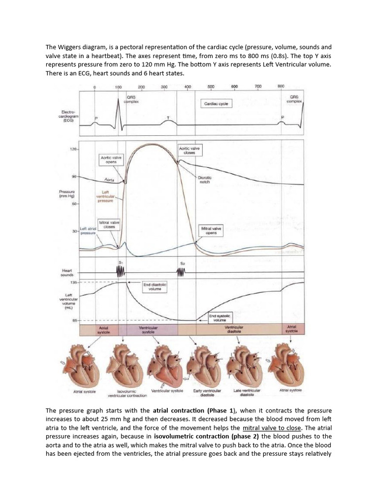 The Wiggers Diagram | PDF | Heart Valve | Ventricle (Heart)