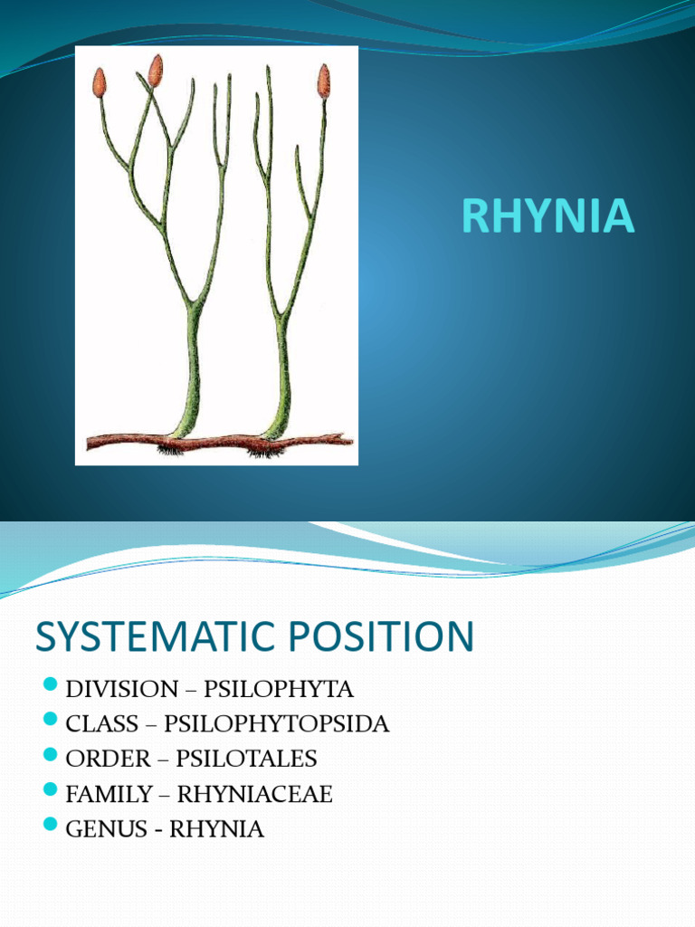 Rhynia | PDF | Spore | Plant Stem