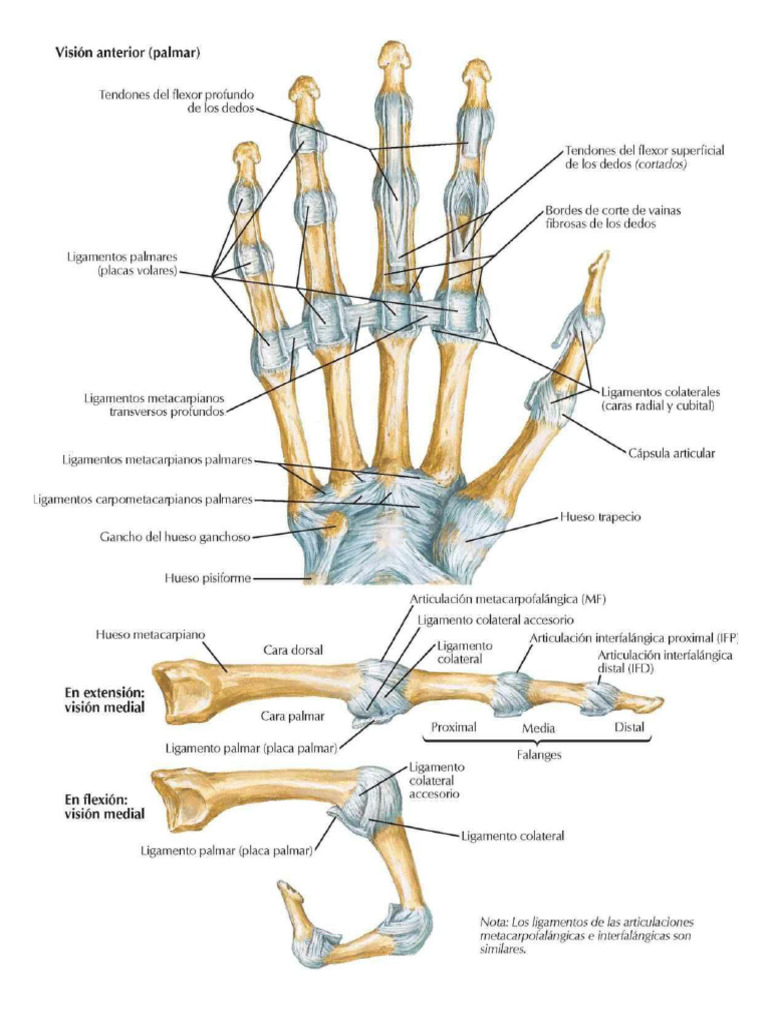 Anatomia de Mano | PDF