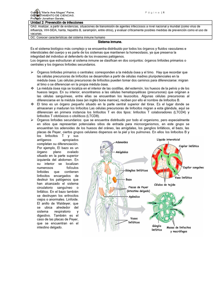Sistema Inmune | PDF | Sistema inmune | Linfocitos