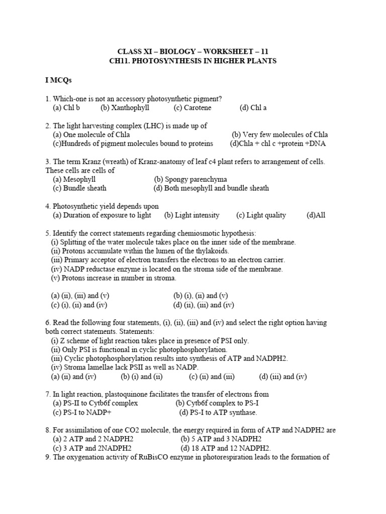 Worksheet 11 ch11 Class 11 | PDF | Photosynthesis | Chloroplast