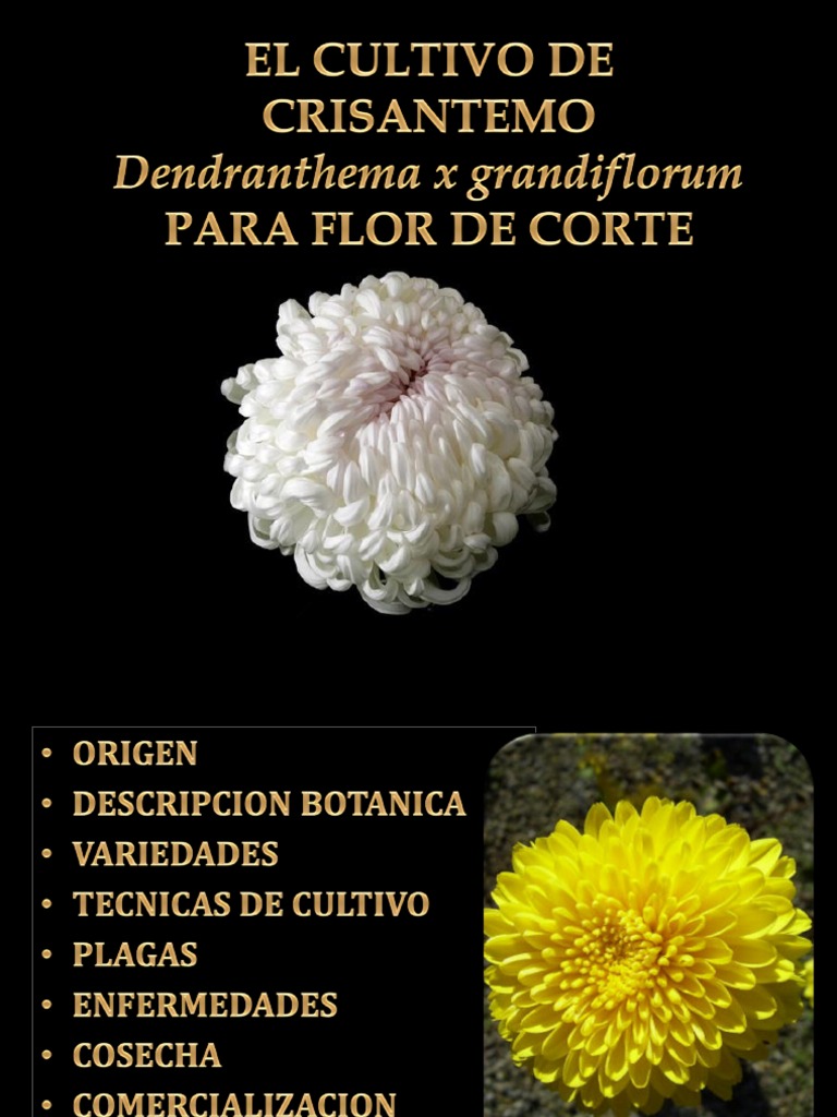 El Cultivo de Crisantemo | Flores | Horticultura y jardinería