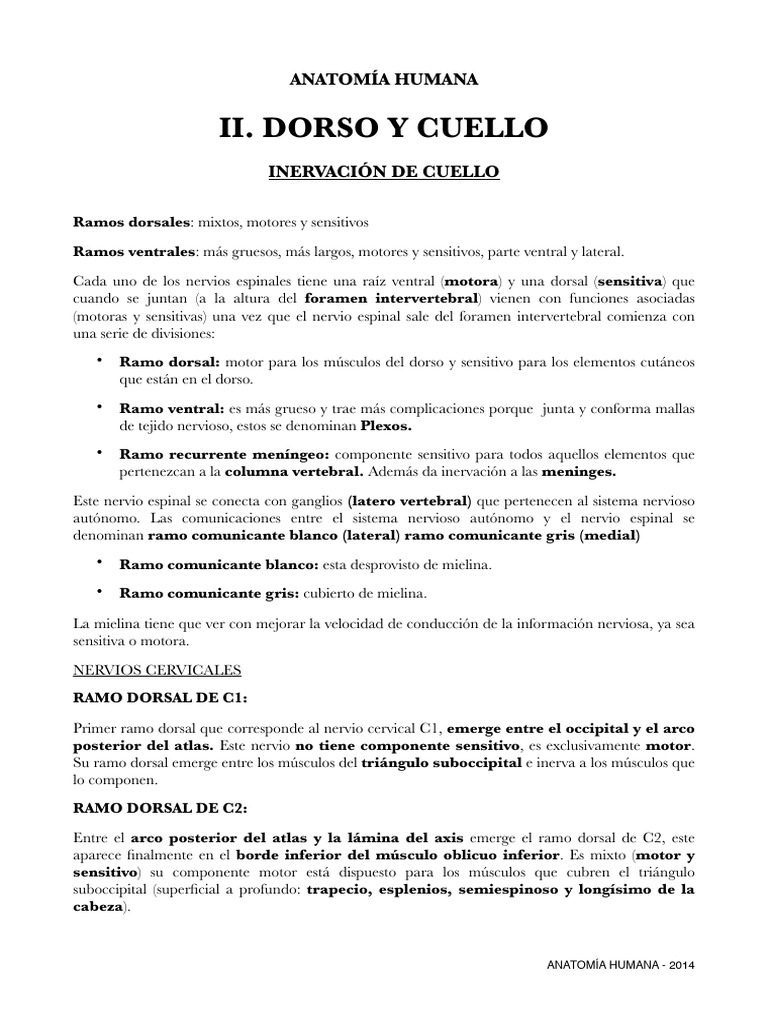 Inervación Cervical: Anatomía y Función | PDF | Nervio vago | Sistema ...