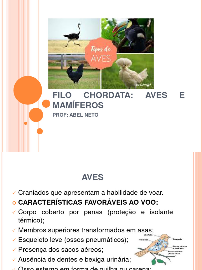 FILO CHORDATA - Aves e Mamíferos | PDF