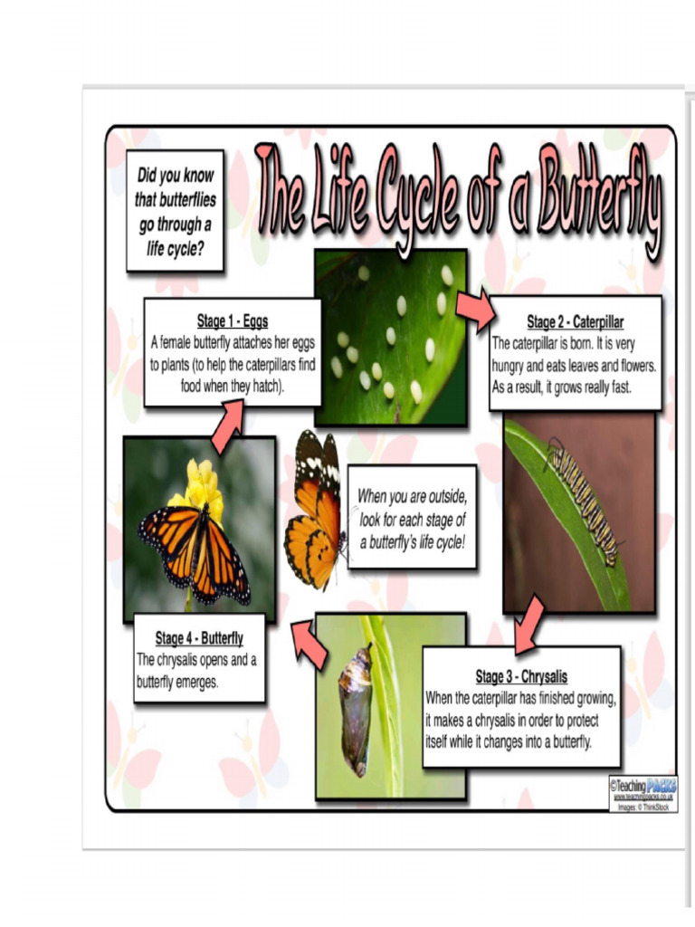 Free Science PDF of Butterfly's Lifecycle | PDF | Pupa | Butterfly