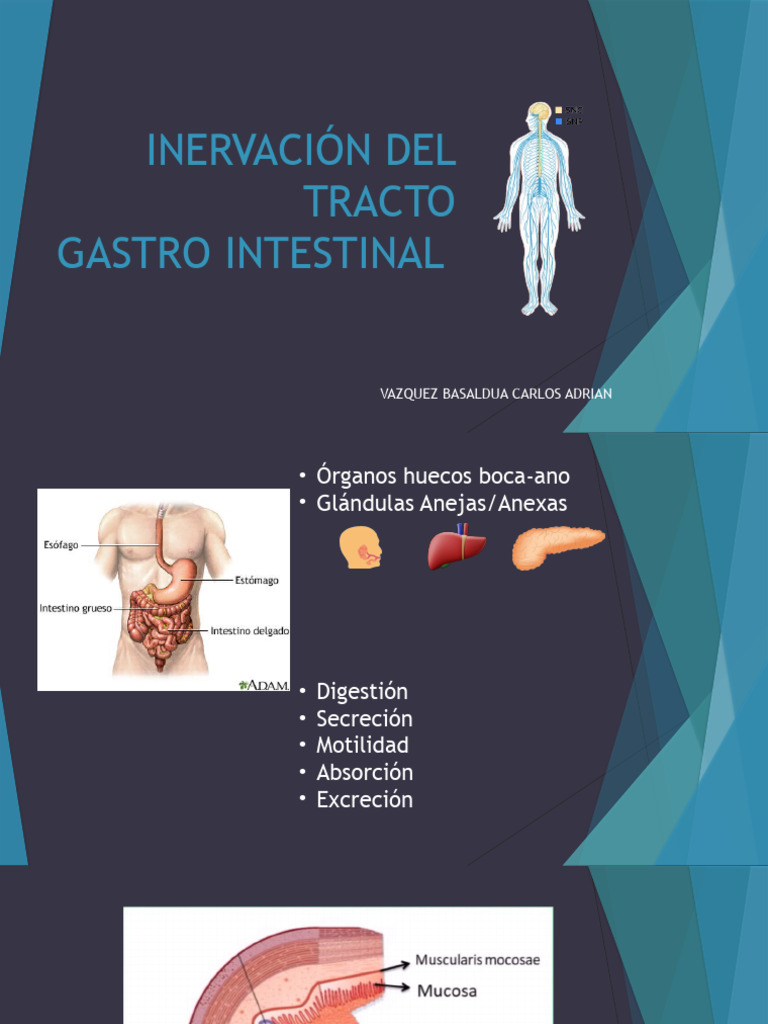 Inervación Del Tracto Intestinal | PDF