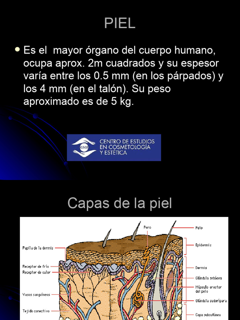 1 Piel | PDF | Piel | Epidermis