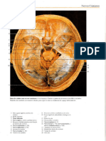 Forames Do Crânio | PDF | Neuroanatomia | Anatomia humana