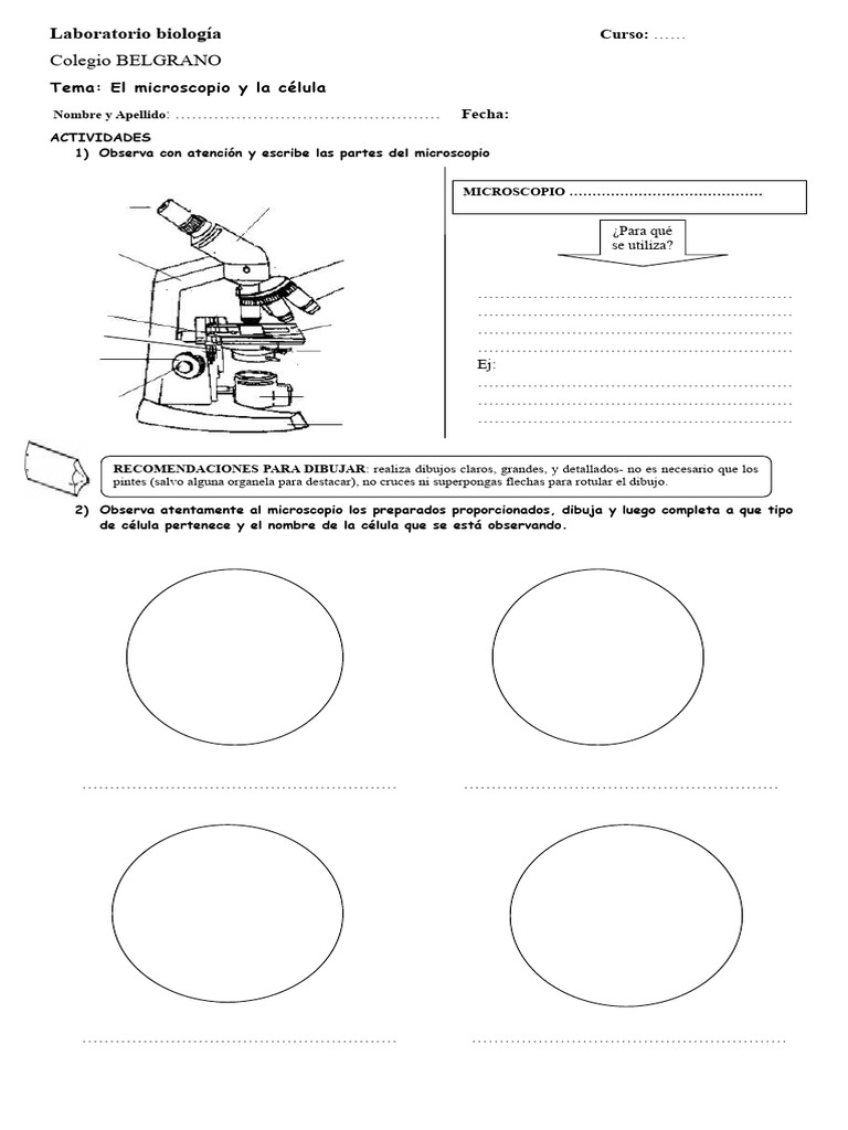 Actividades sobre el microscopio y células | PDF