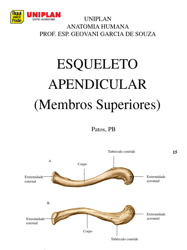 Anatomia do Esqueleto Apendicular | PDF | Sistema Locomotor | Membros ...