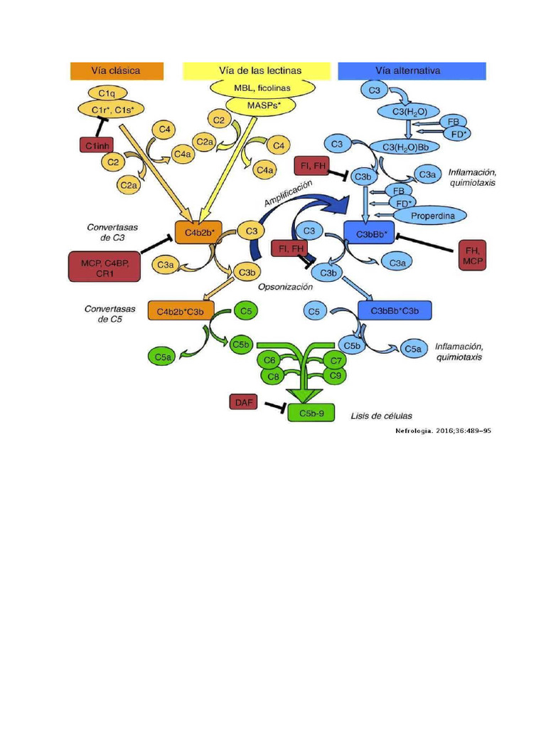 Tarea Cascada Del Complemento. | PDF