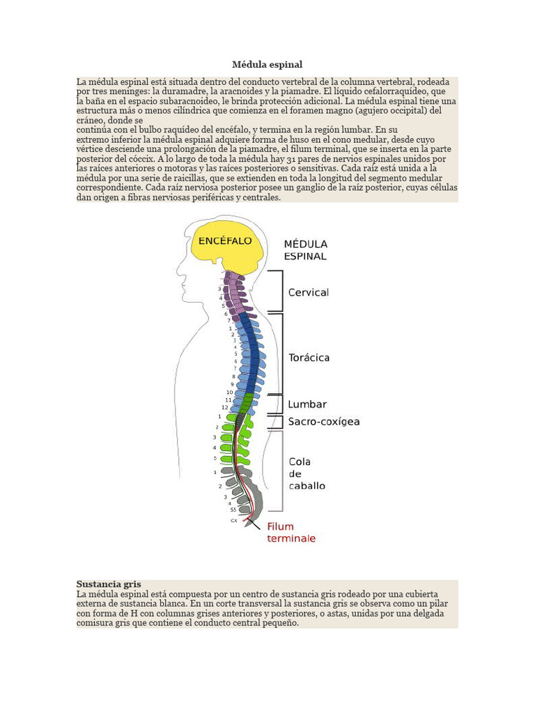 Médula Espinal | PDF | Médula espinal | Órgano (anatomía)