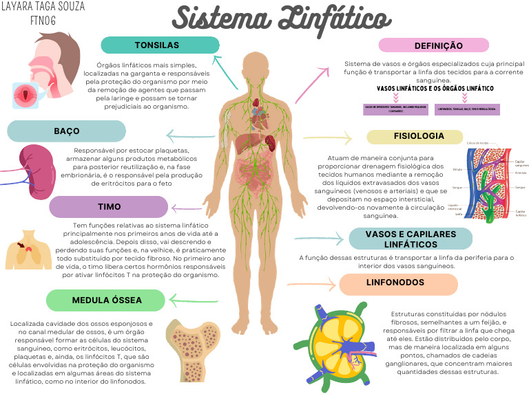 Mapa Mental Sistema Linfático | PDF | Sistema linfático | Anatomia