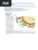 Origen Embrionario de Los Tejidos | PDF | Embrión | Biología del desarrollo