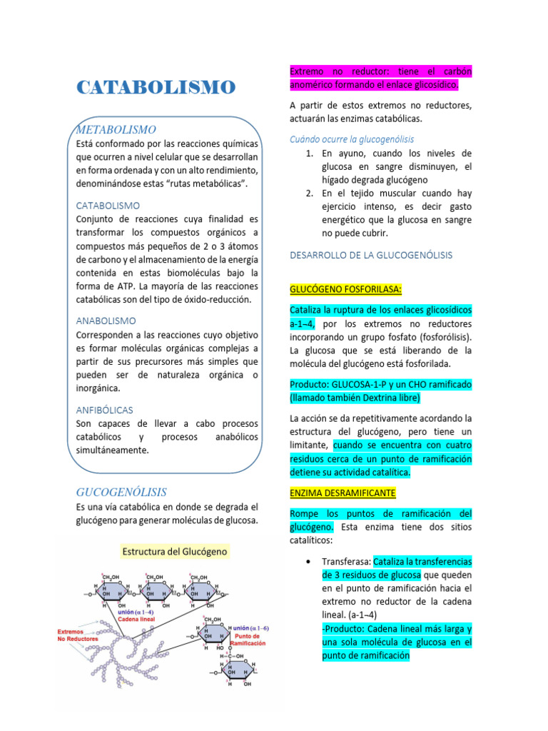 Catabolismo y Vías Metabólicas Clave | PDF | Dieta y nutrición | Química