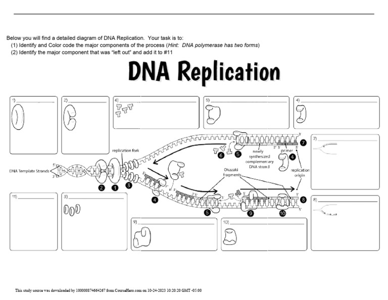 Rightpdf DNA Replication Foldable Enzyme Function Pdf2word | PDF