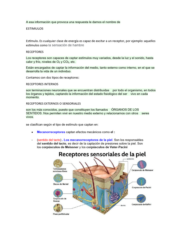 Estimulos | PDF | Gusto | Percepción visual