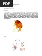 Sintomas da Tungíase e Cuidados | PDF | Doenças e distúrbios | Remédio