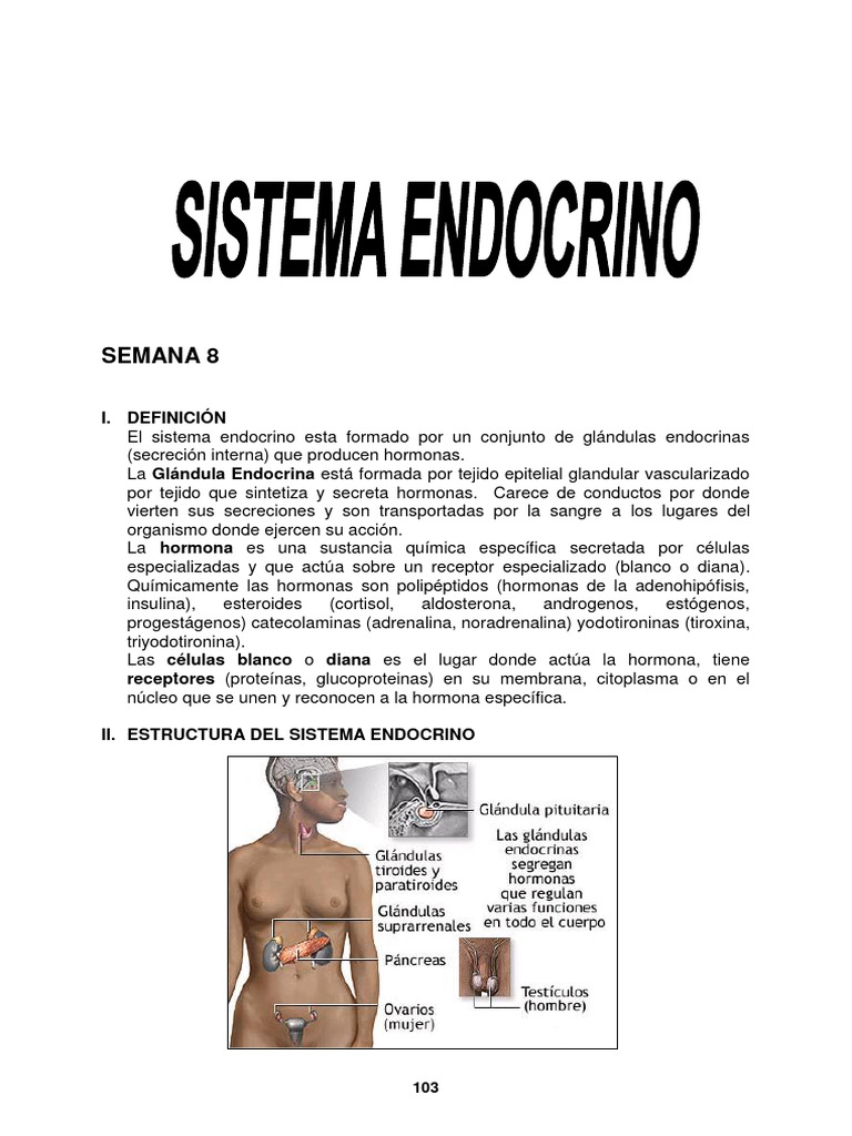 SEMANA 8 - Sistema Endocrino | PDF | Glándula pituitaria | Glándula suprarrenal