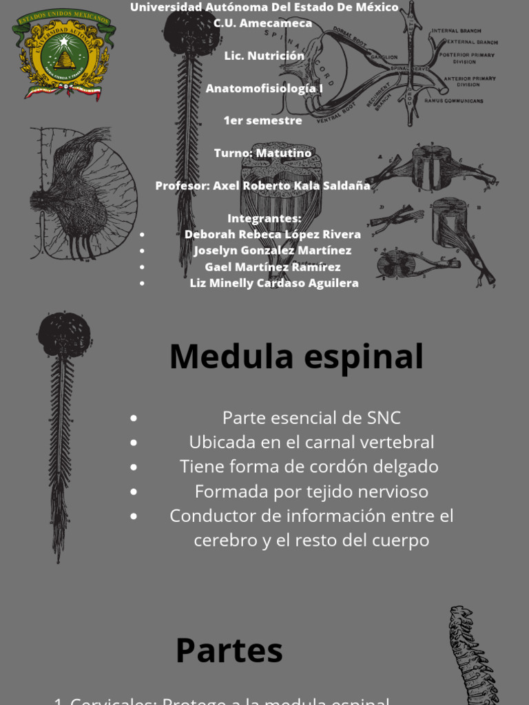 Medula Espinal Pdf Médula Espinal Nervio