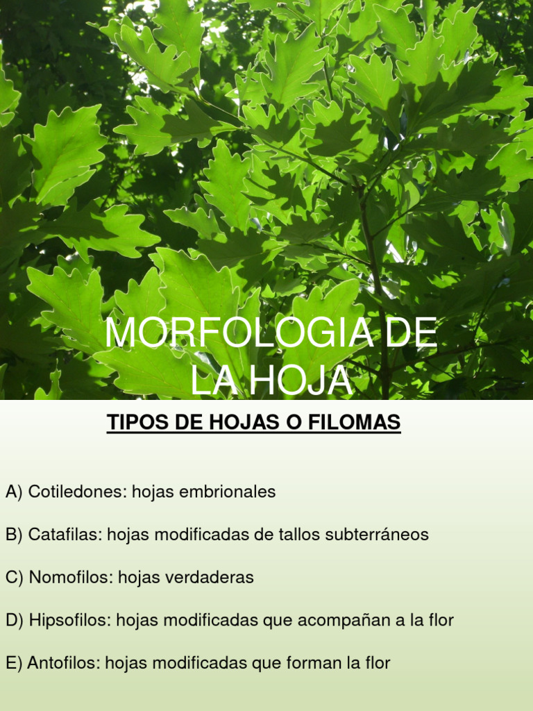 Hoja Morfologia | PDF | Hoja | Tallo de la planta