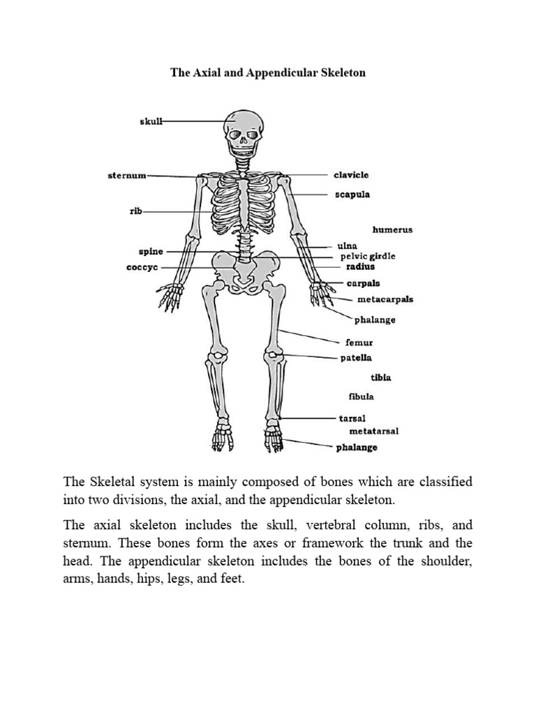 Skeletal system lesson | PDF | Skeleton | Bone