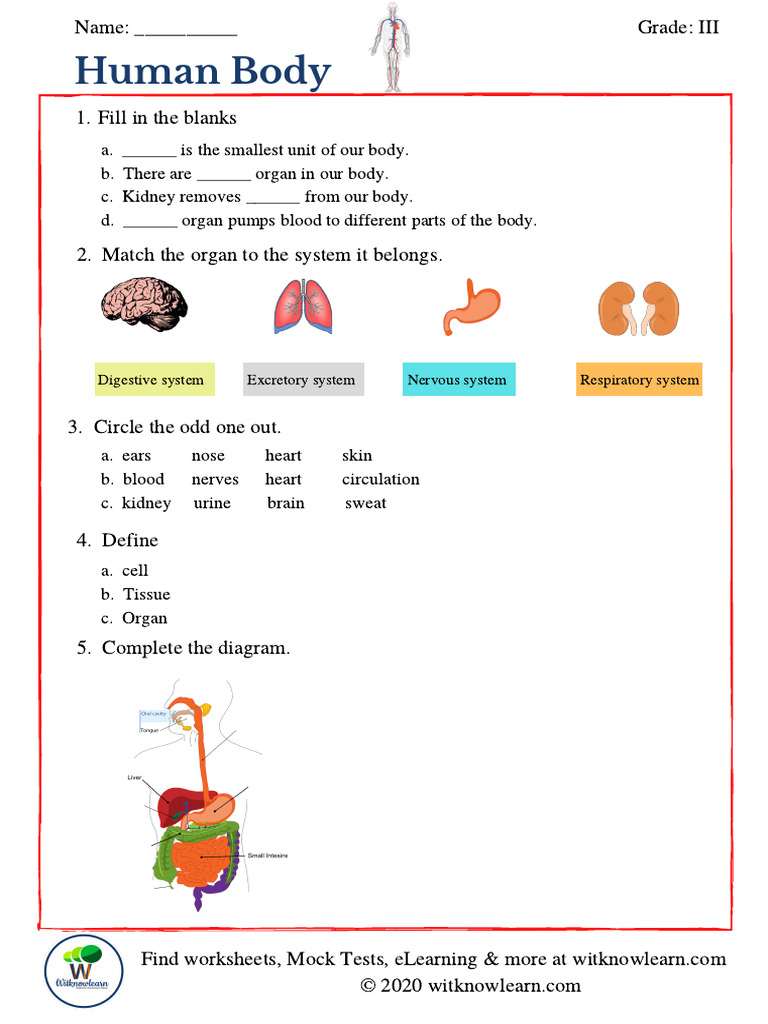 Human Body Our Body Class | PDF