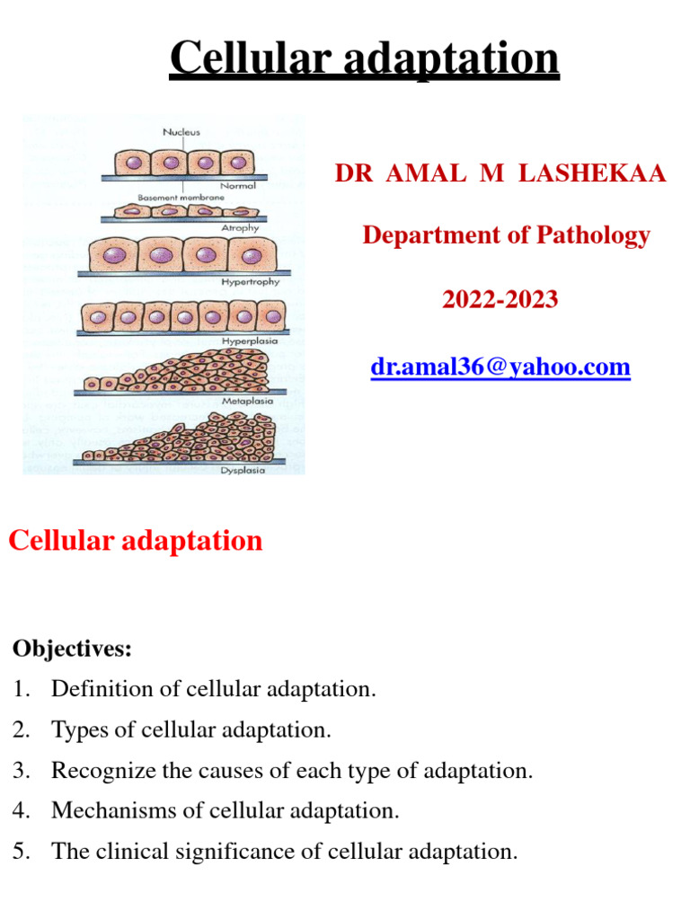 Cellular Adaptation DR AMAL D & T DR AMAL 2023 Lecture | PDF ...