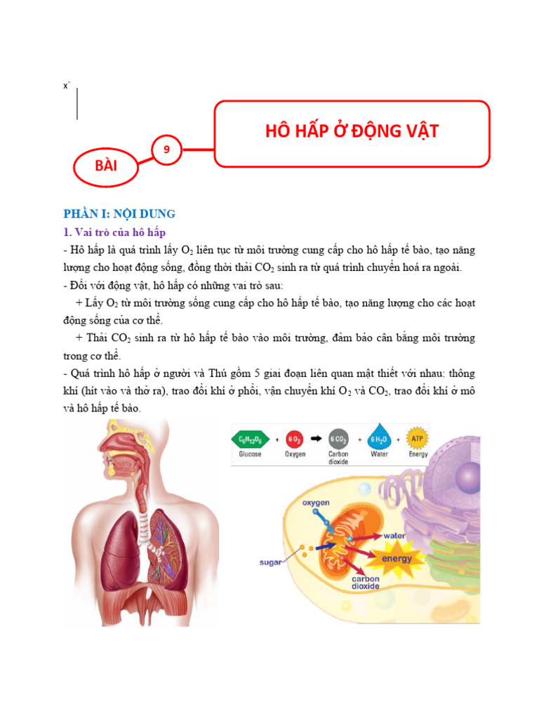 Bài 9. Hô Hấp ở Động Vật | PDF