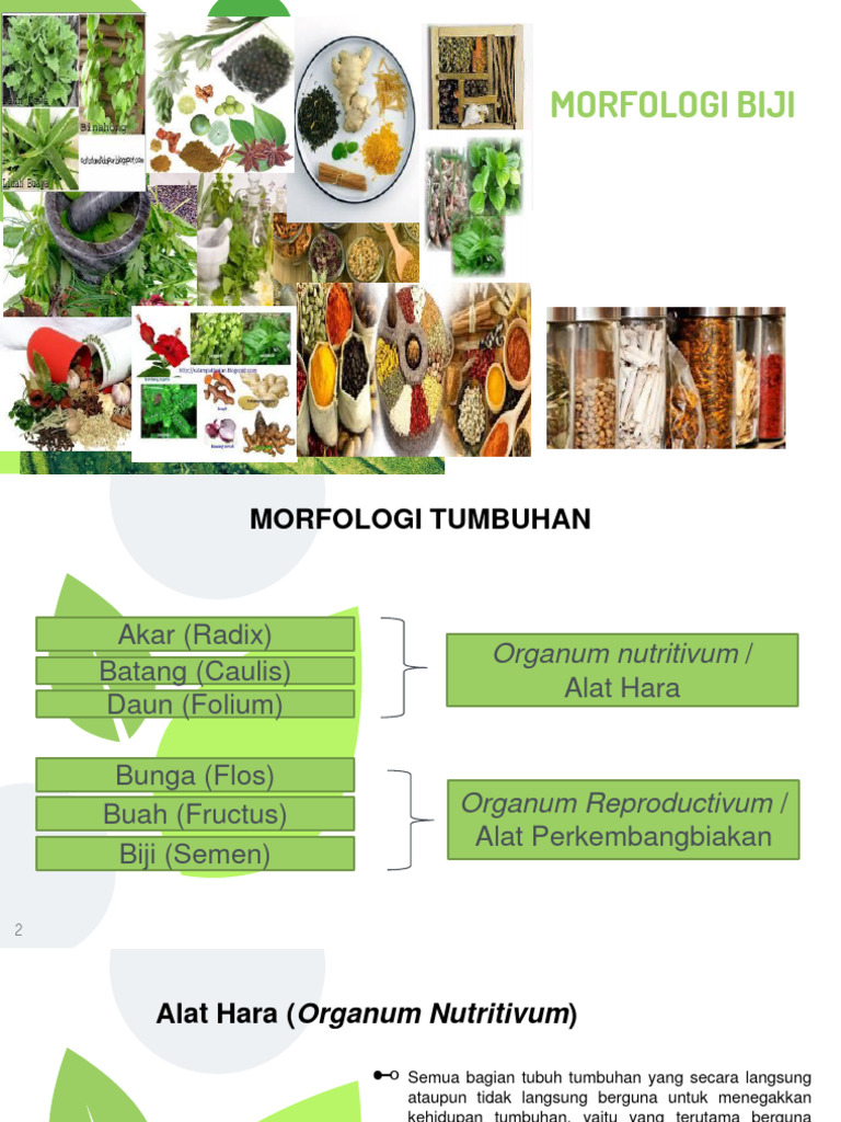 Struktur Morfologi Biji Tumbuhan | PDF