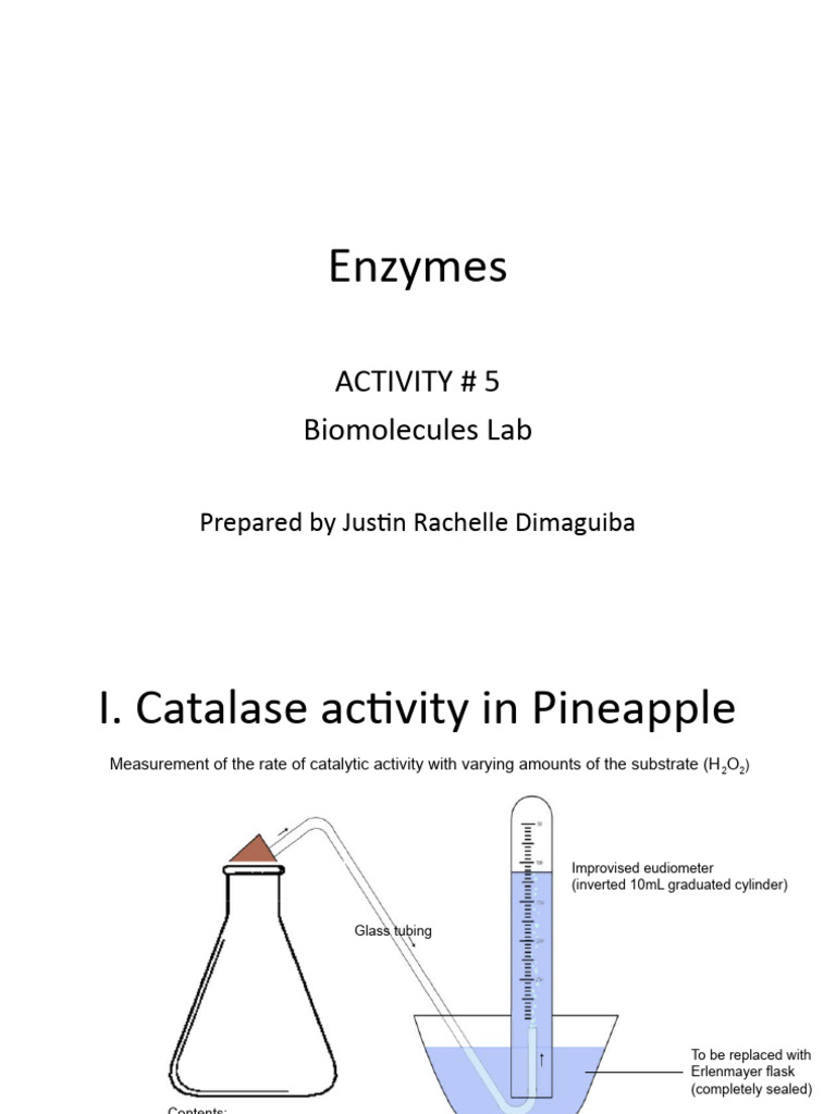 Enzyme Activity in Pineapple | PDF | Denaturation (Biochemistry) | Enzyme