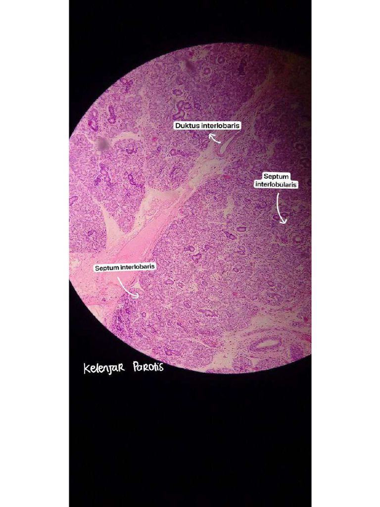 Gambar Preparat Histo 5.1 Gastro-Wanda N 10920024 | PDF