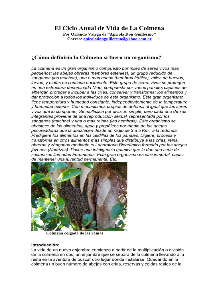 El Ciclo Anual de Vida de La Colmena | PDF | Colmena | Western Honey Bee