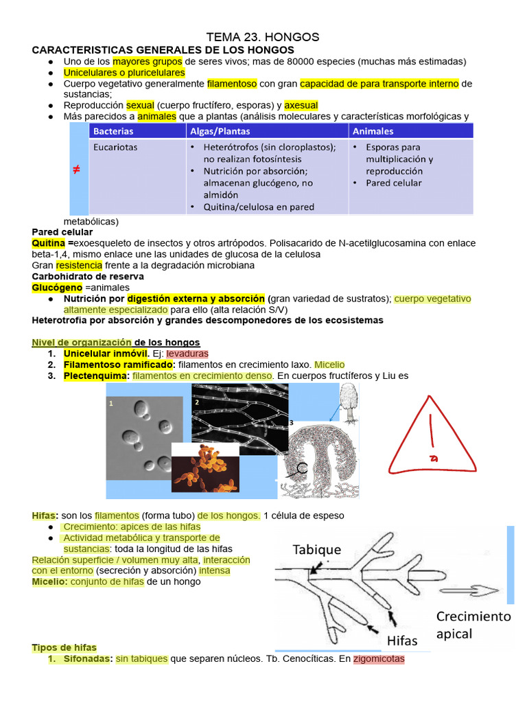 Tema 23. Bio Hongos | PDF | Hongo | Eucariotas