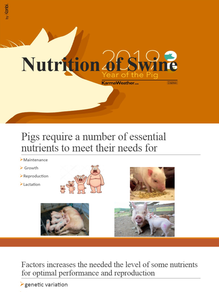 Nutrition of Swine | PDF | Vitamin | Dietary Supplements