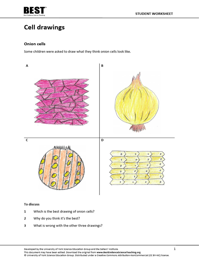 Student Cell Drawing Analysis | PDF | Cell (Biology) | Creative Commons ...