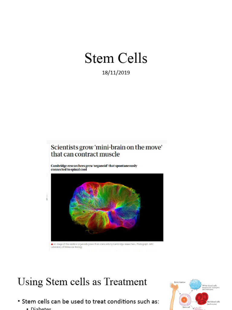 Stem Cells | PDF | Stem Cell | Cloning