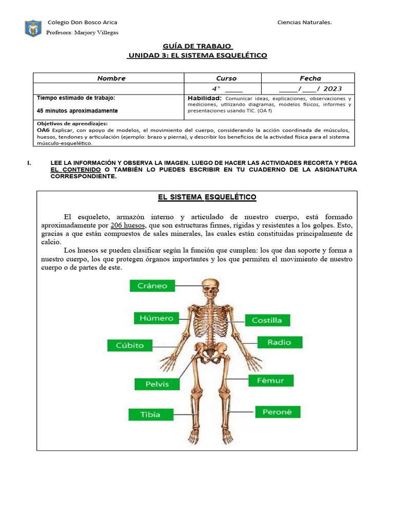 Guia 4 Esqueleto. | PDF | Esqueleto | Hueso