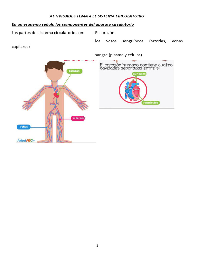 Actividades TEMA 4 El Sistema CIRCULATORIO | PDF | Corazón | Sistema ...