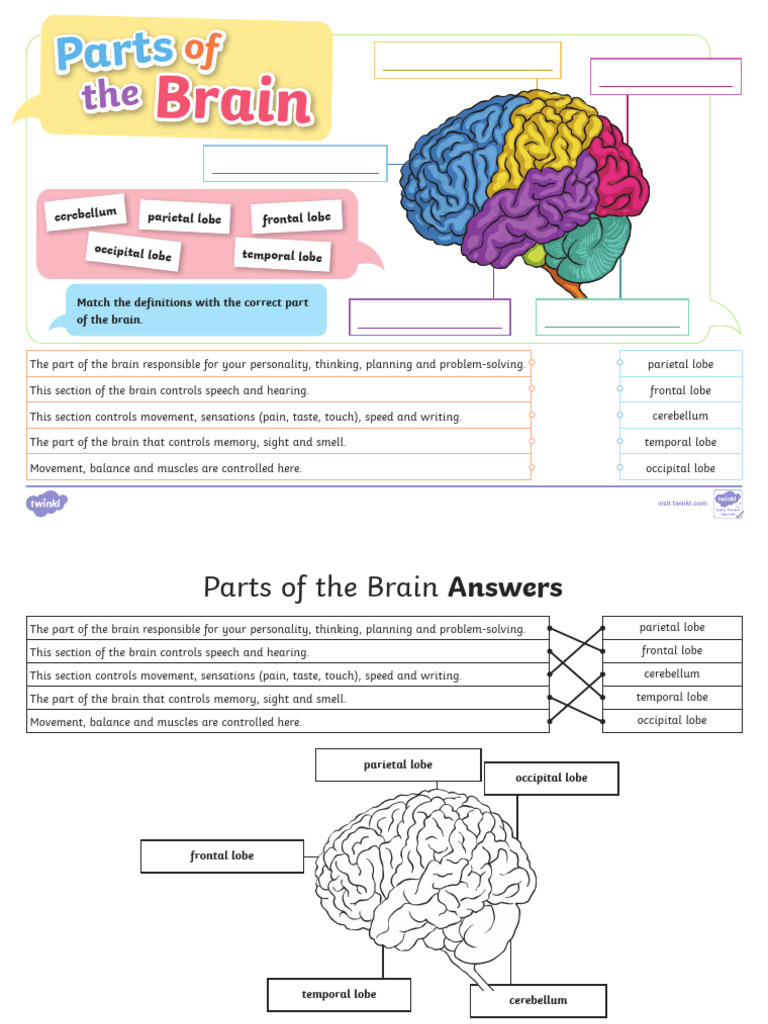 T SC 1694170789 Parts of The Brain Labelling Activity - Ver - 2 | PDF ...
