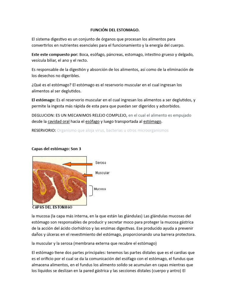 Función y Anatomía del Estómago | PDF | Estómago | Bilis