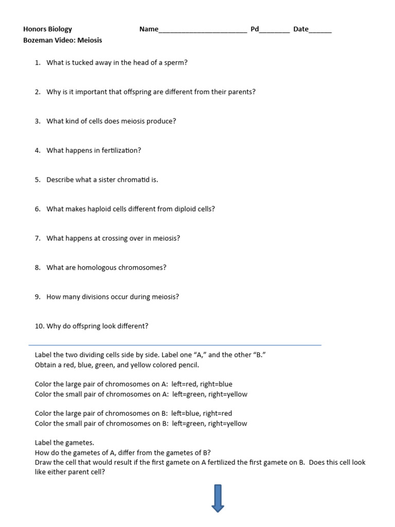 Bozeman - Video - Guide - For - Meiosis - and - Cell - Cycle 2 | PDF