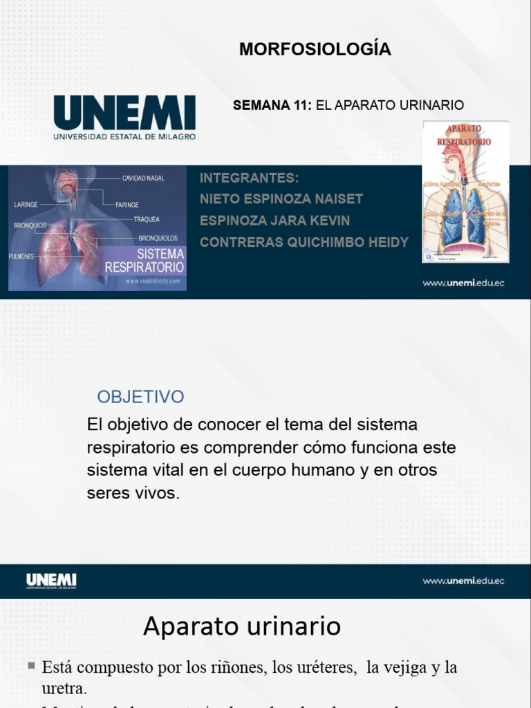 EXPOSICION GRUPO5 Morfo | PDF